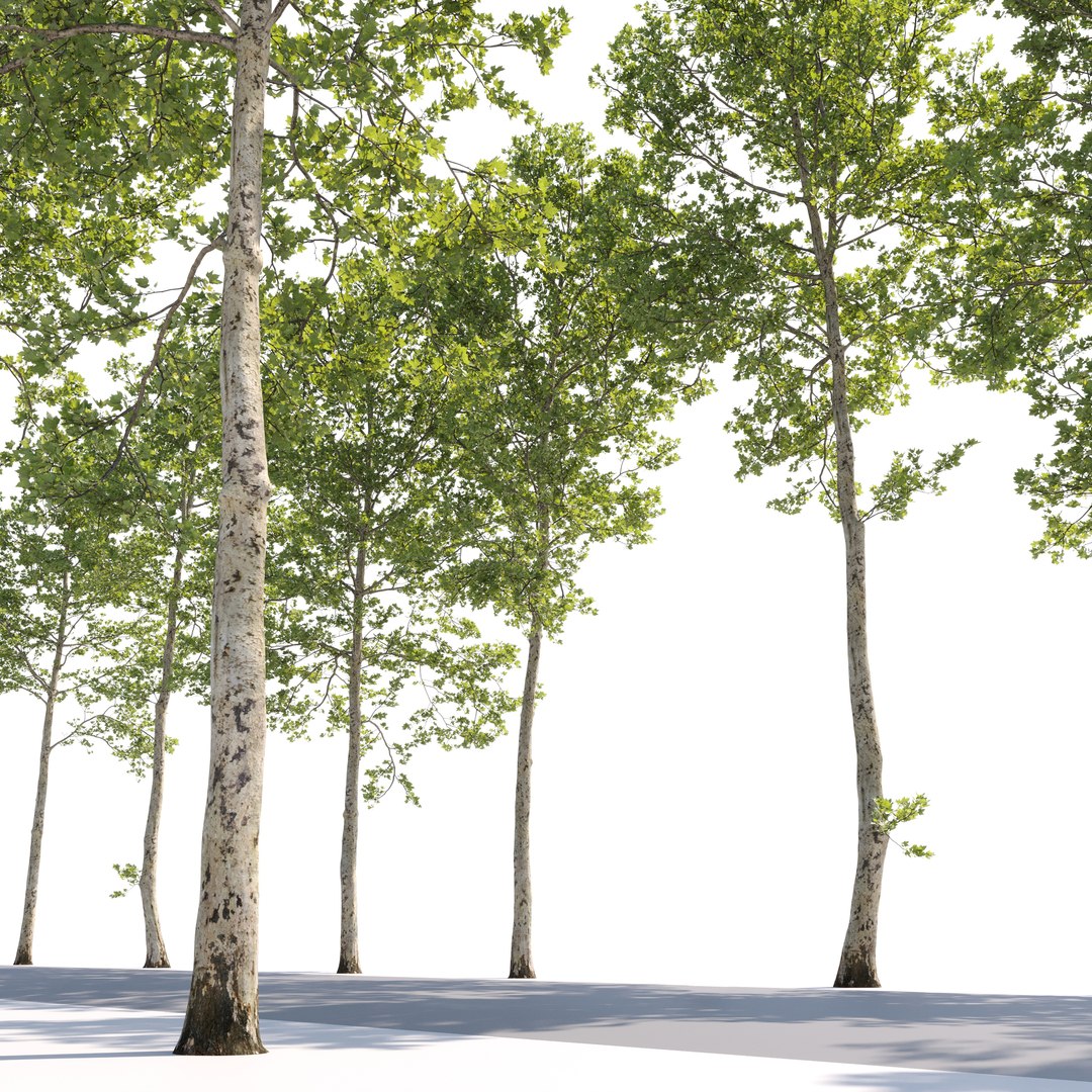 Plane-tree Sycamore Platanus V17 3D Model - TurboSquid 2256462