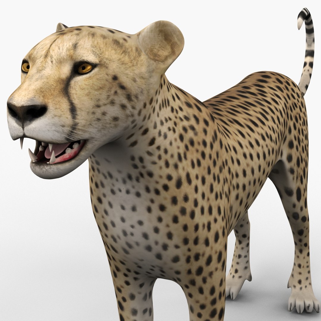 3d Cheetah 2