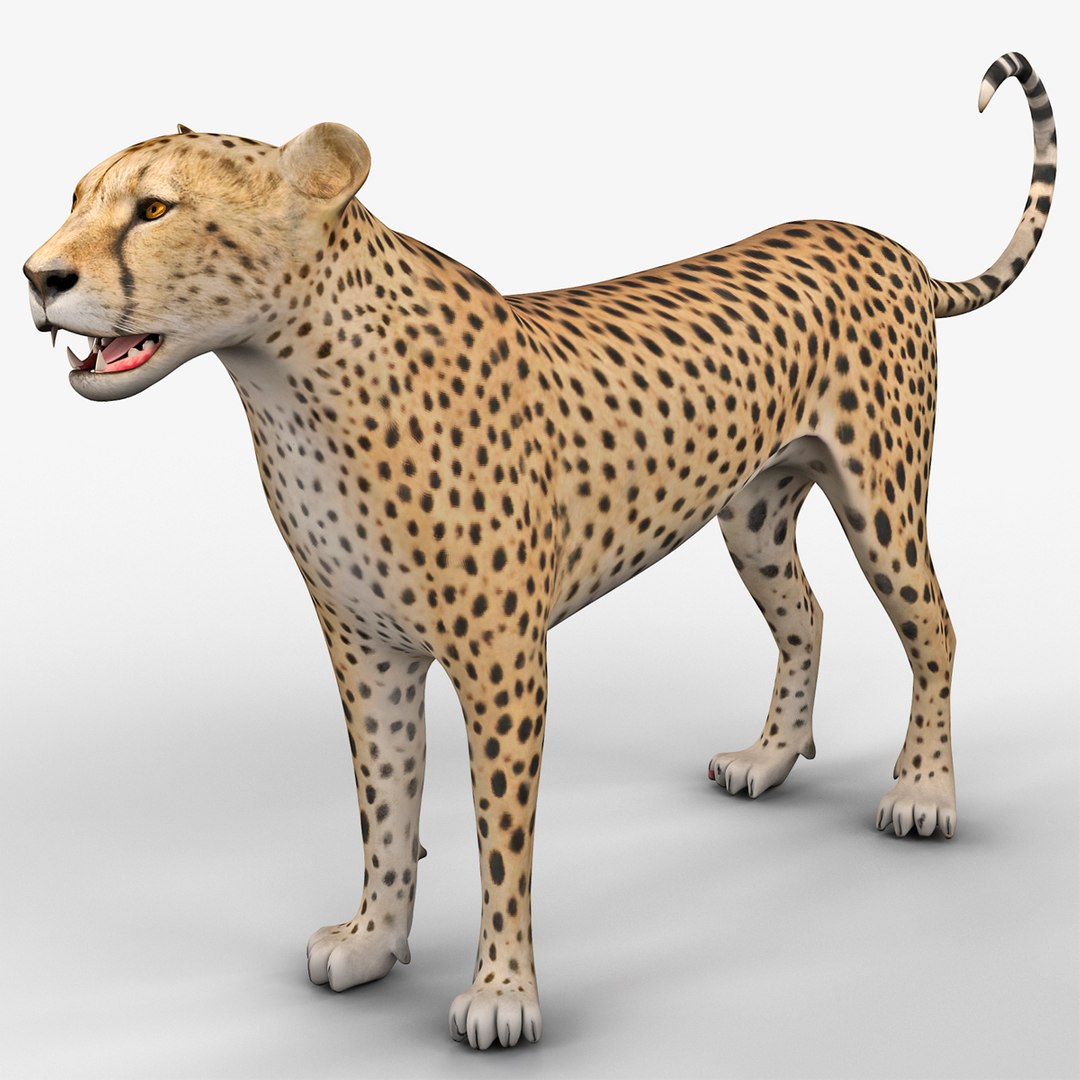 3d Cheetah 2