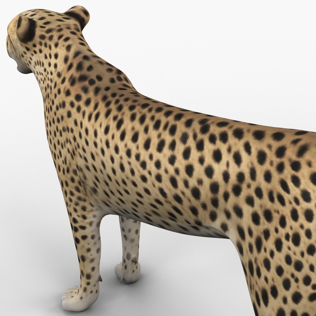 3d Cheetah 2