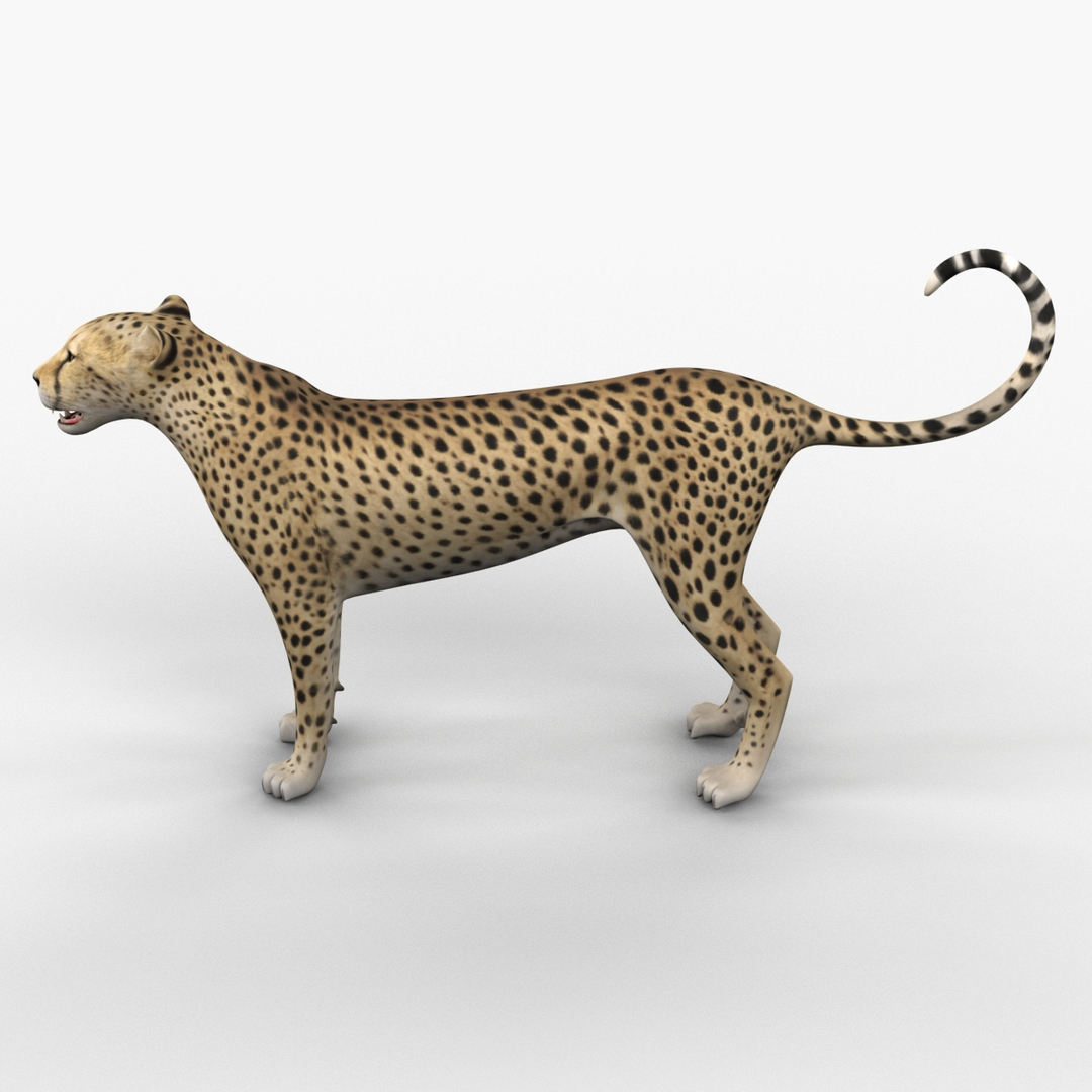 3d Cheetah 2