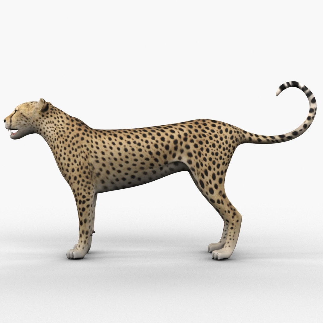 3d Cheetah 2