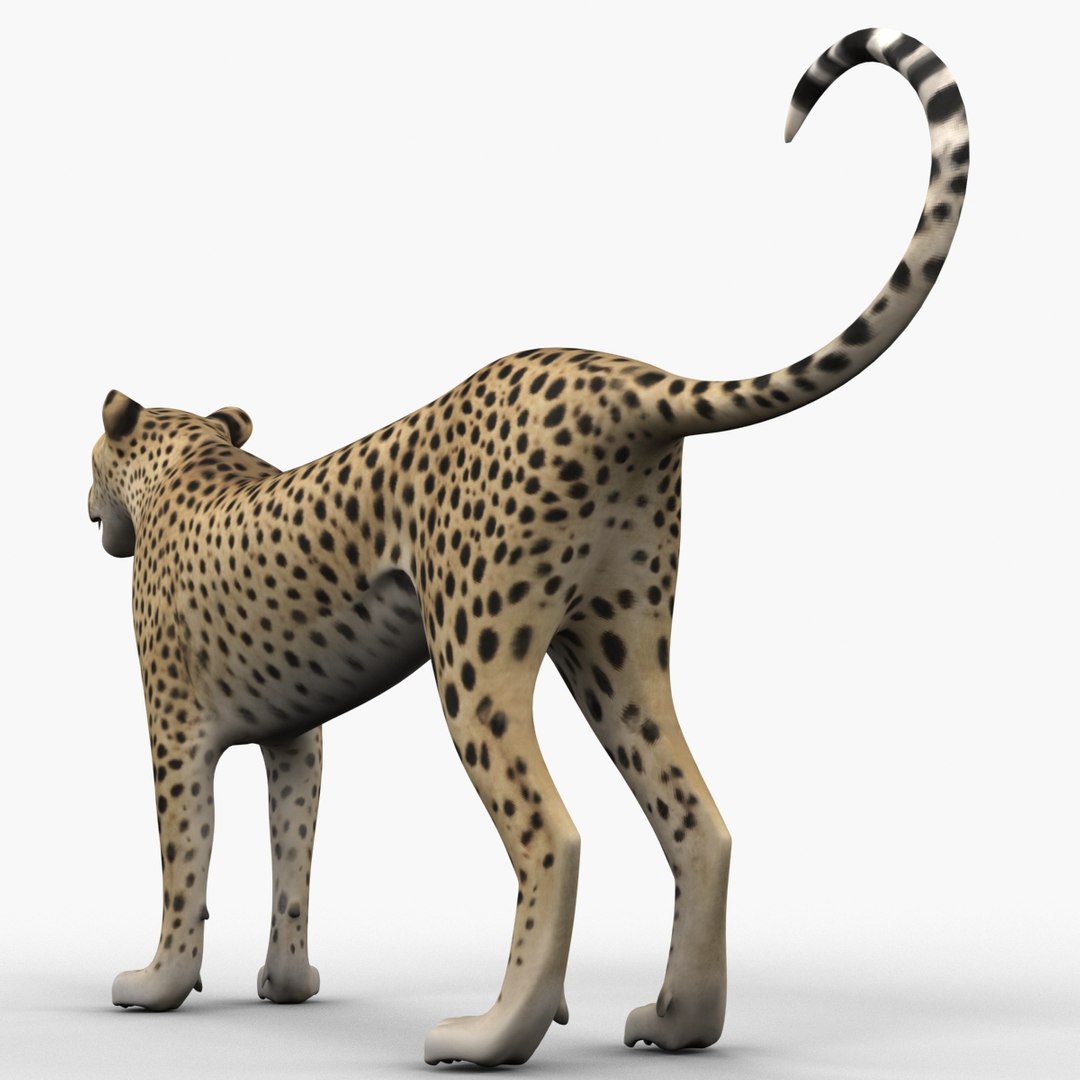 3d Cheetah 2