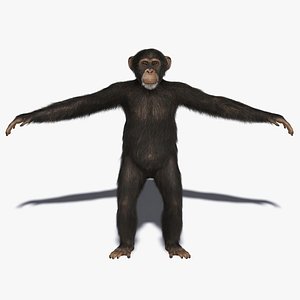 3d chimp fur animation