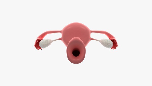 3ds female reproductive
