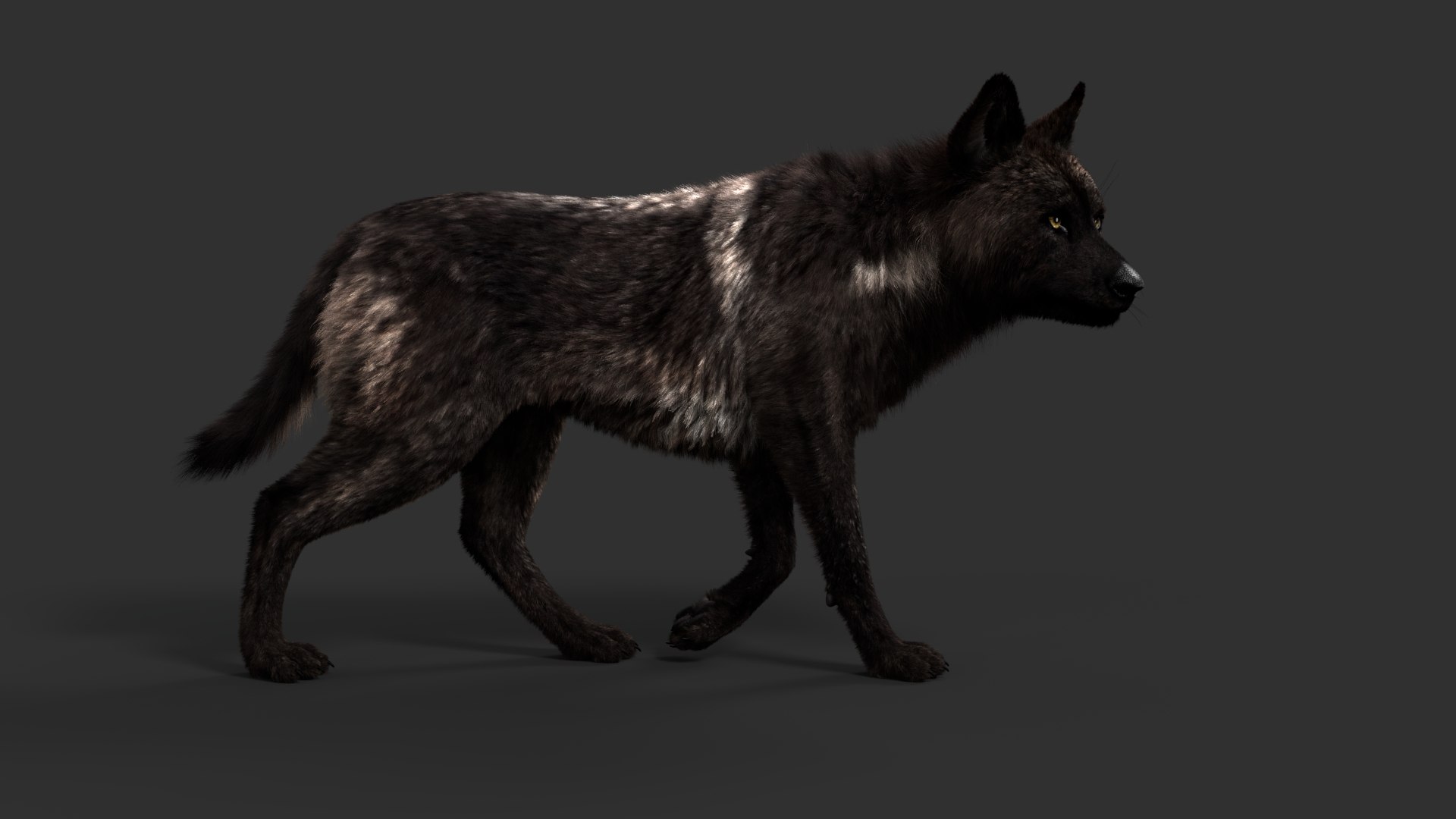 Black Timber Wolf Fur Animated 3D Model - TurboSquid 1995803