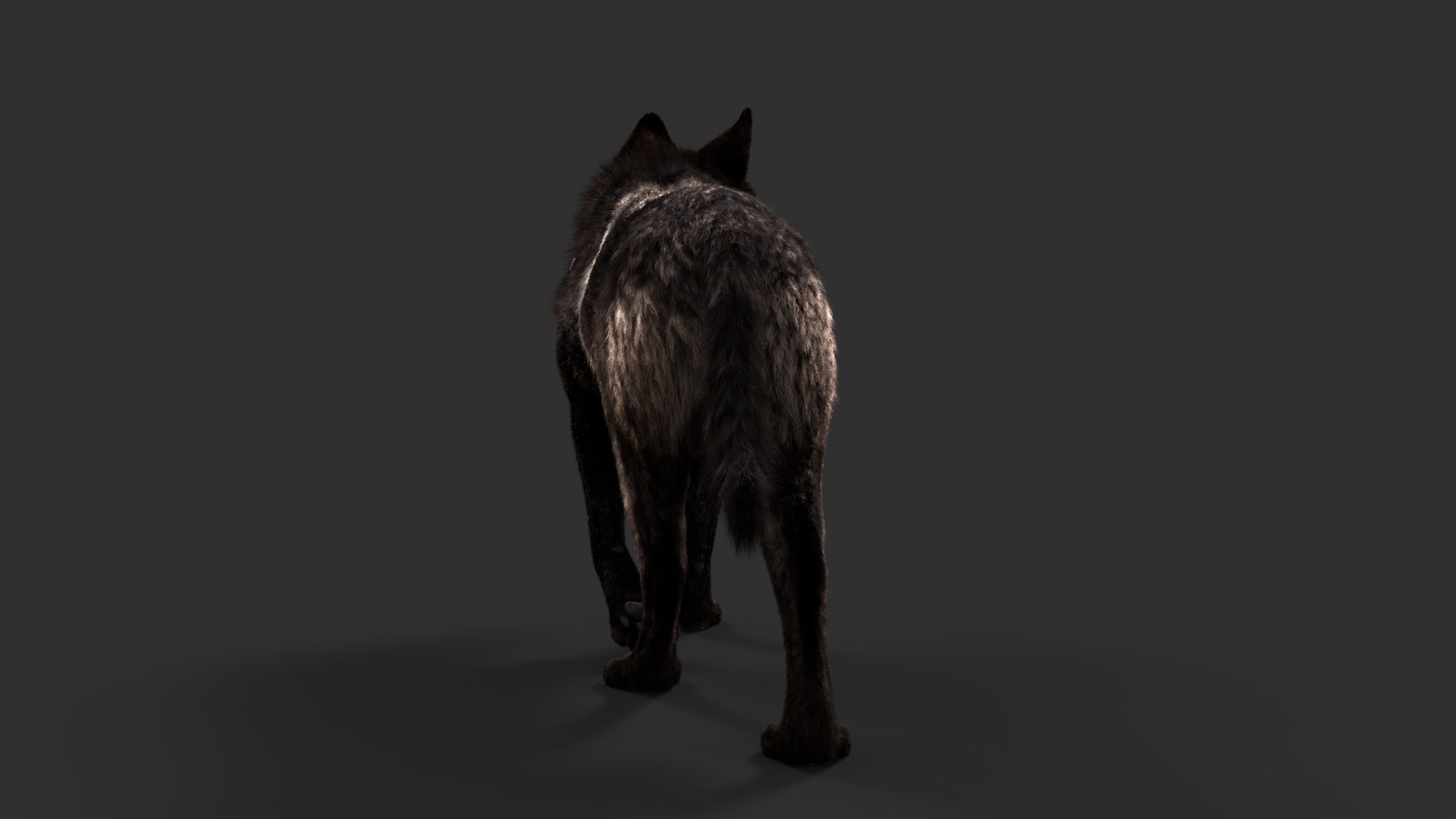 Black Timber Wolf Fur Animated 3D Model - TurboSquid 1995803