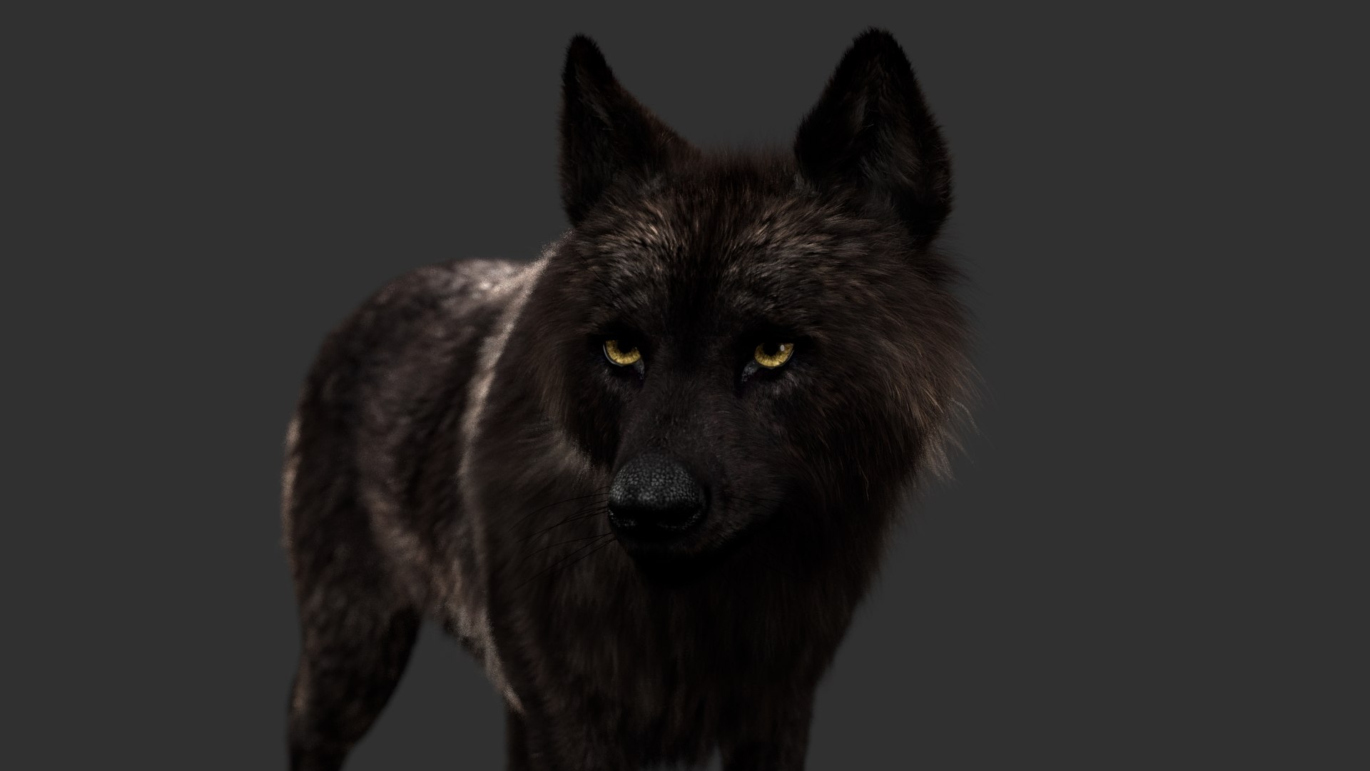 Black Timber Wolf Fur Animated 3D Model - TurboSquid 1995803