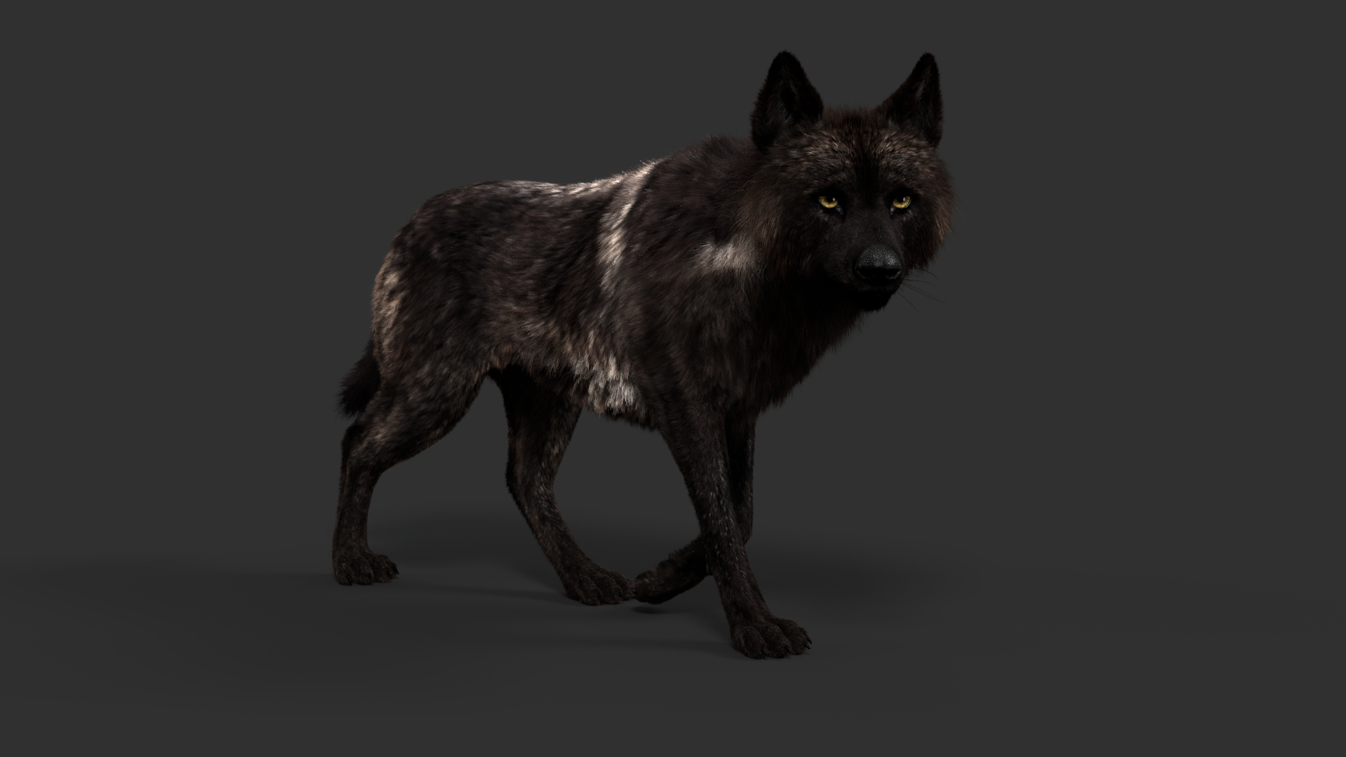 Black Timber Wolf Fur Animated 3D Model - TurboSquid 1995803