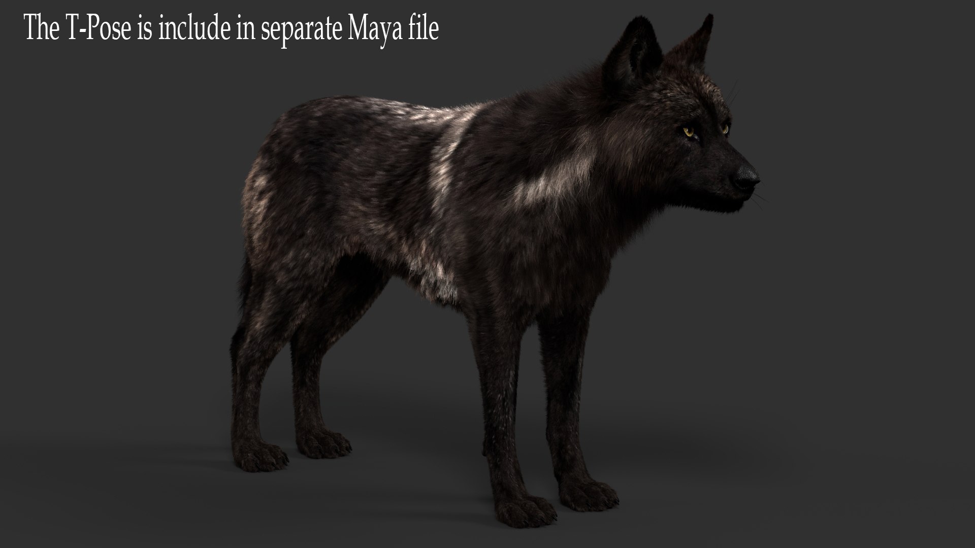Black Timber Wolf Fur Animated 3D Model - TurboSquid 1995803