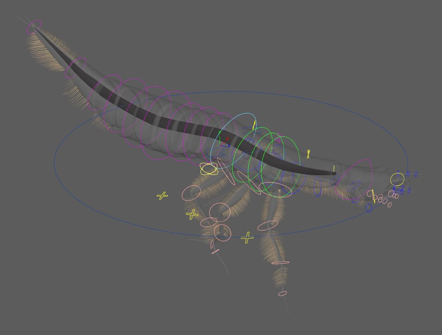 Acilius Sulcatus Larvae Rigged Animation 3D Model - TurboSquid 2074318