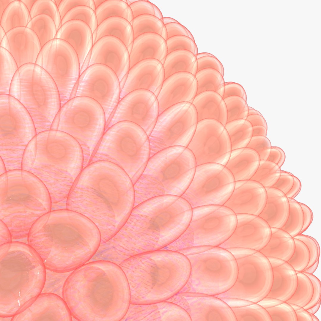human egg ovum 3d obj