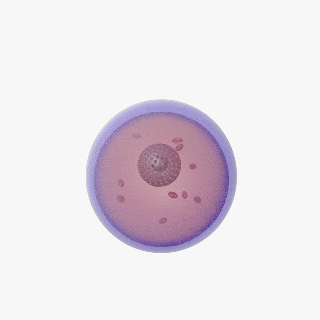 human egg ovum 3d obj