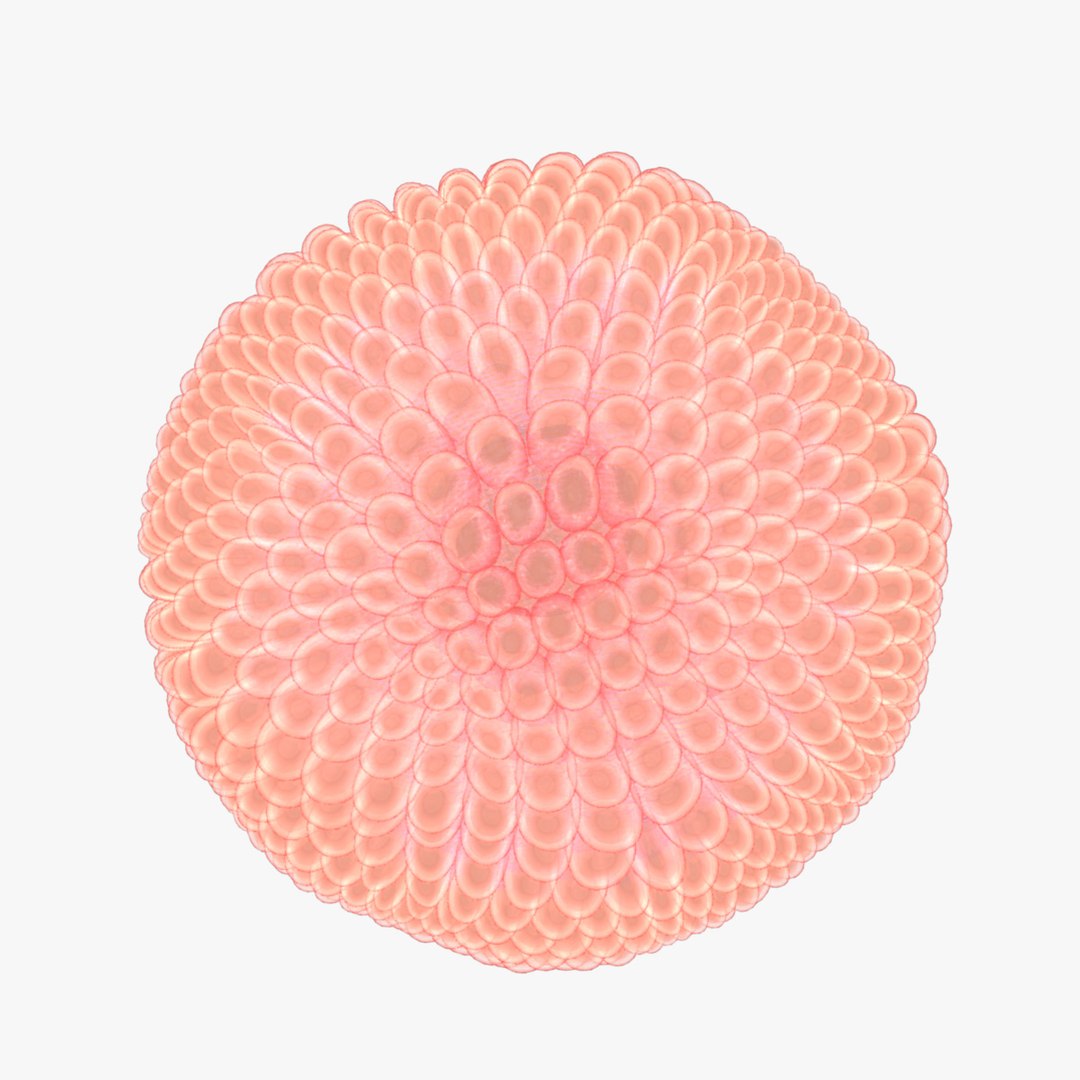 human egg ovum 3d obj