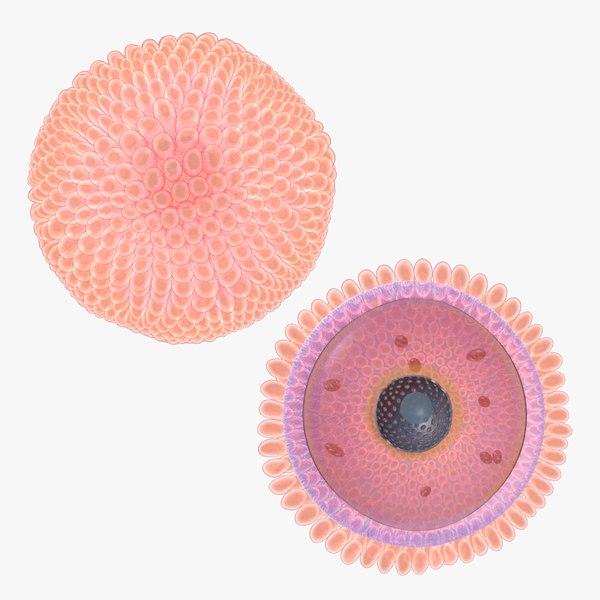 Ovum 3D Models for Download | TurboSquid