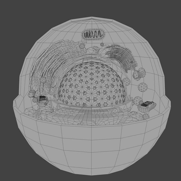 animal eukaryote cell 3d model