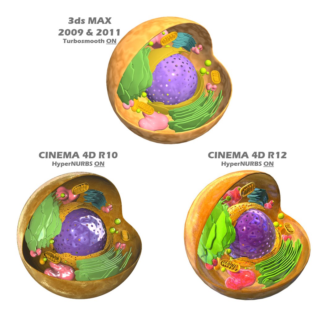 Animal Eukaryote Cell 3d Model
