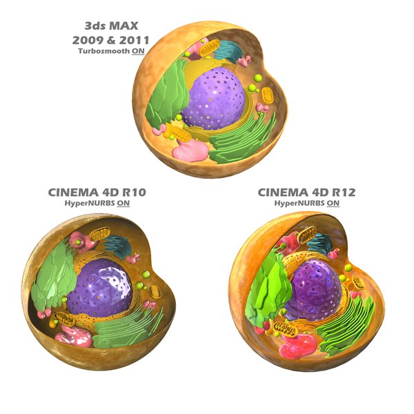 animal eukaryote cell 3d model