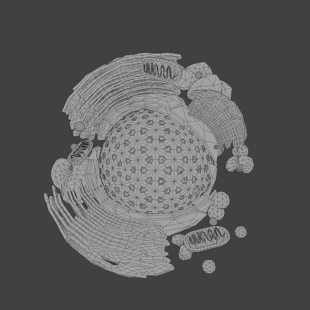 Animal Eukaryote Cell 3d Model