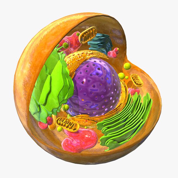 Animal Cell 3D Models for Download | TurboSquid