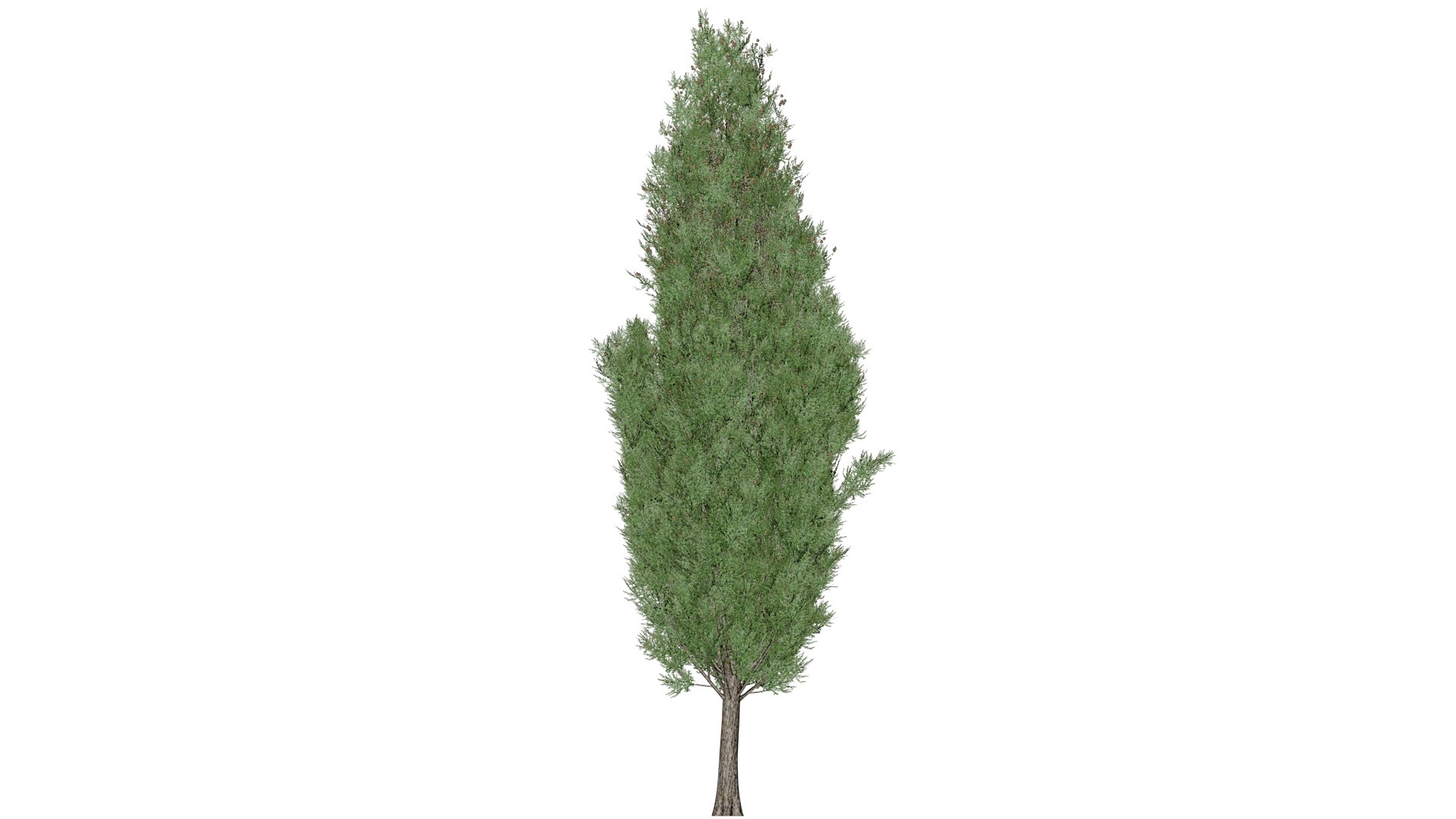 3D Model Italian Cypress Tree - 10 - - TurboSquid 2373540