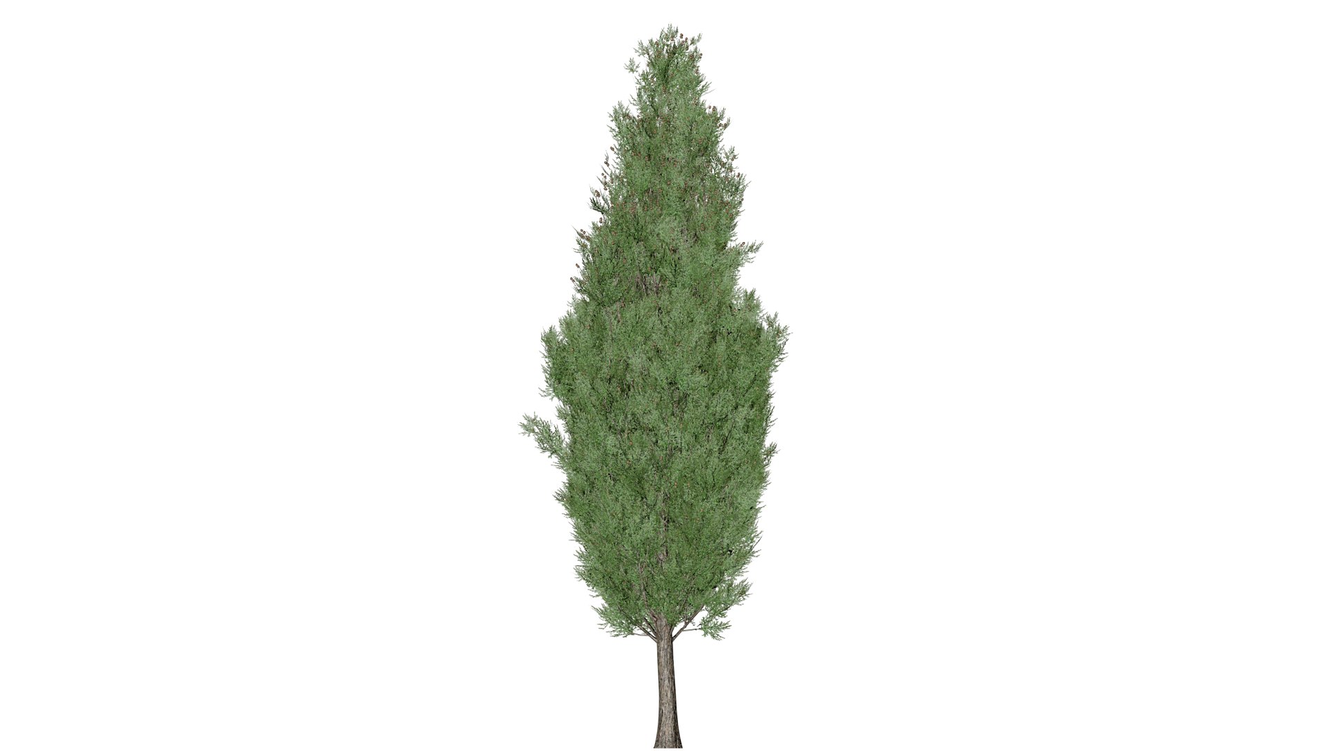 3D Model Italian Cypress Tree - 10 - - TurboSquid 2373540