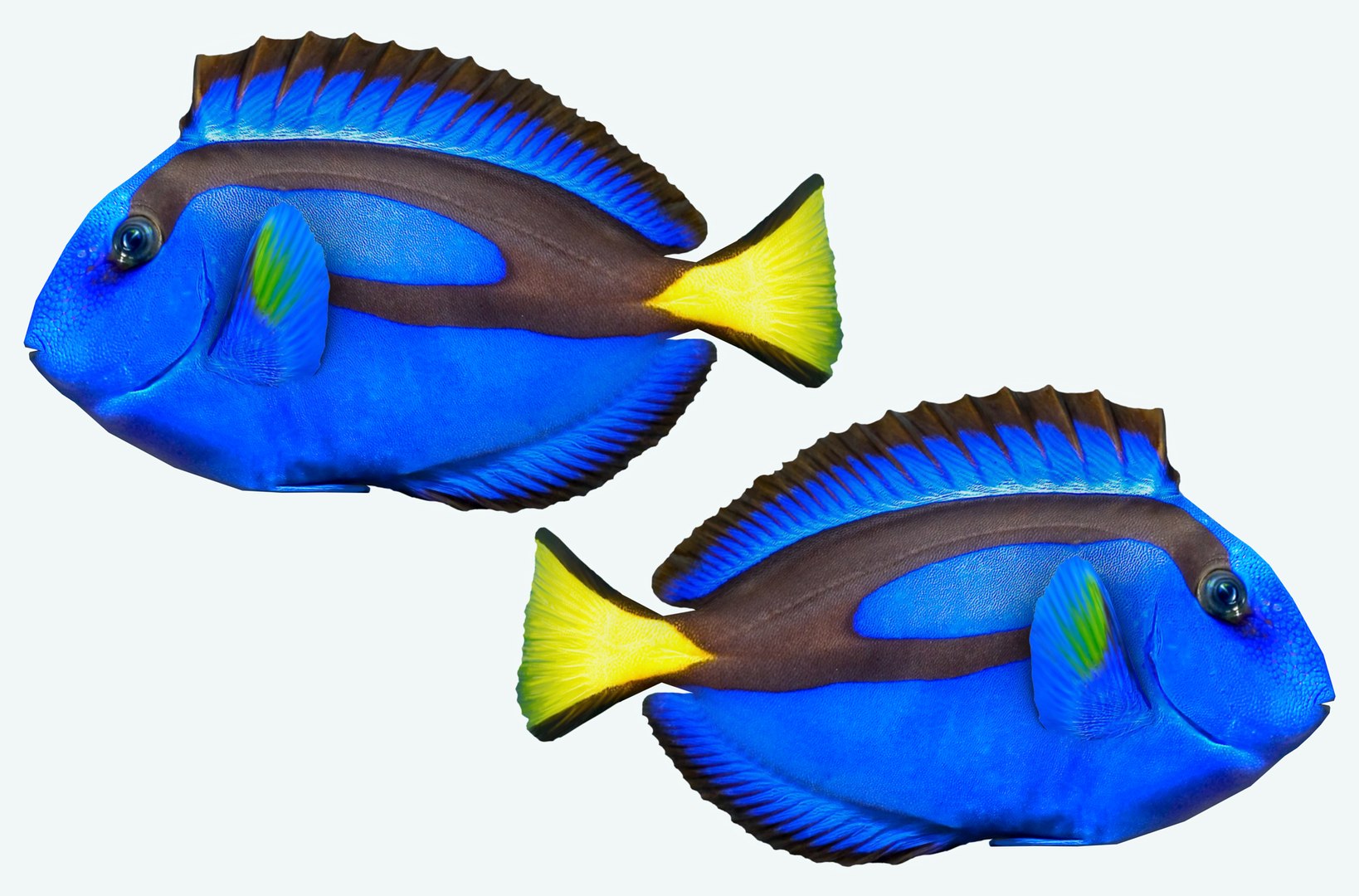 Fish Paracanthurus Hepatus Animation Model - TurboSquid 1468323