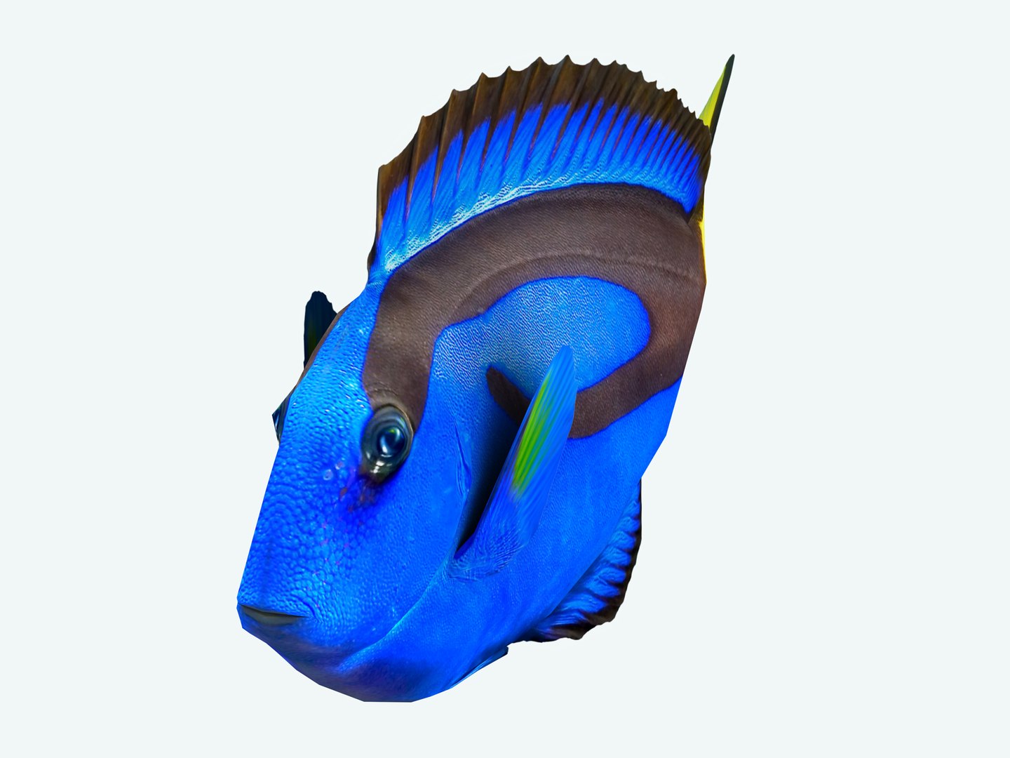 Fish Paracanthurus Hepatus Animation Model - TurboSquid 1468323