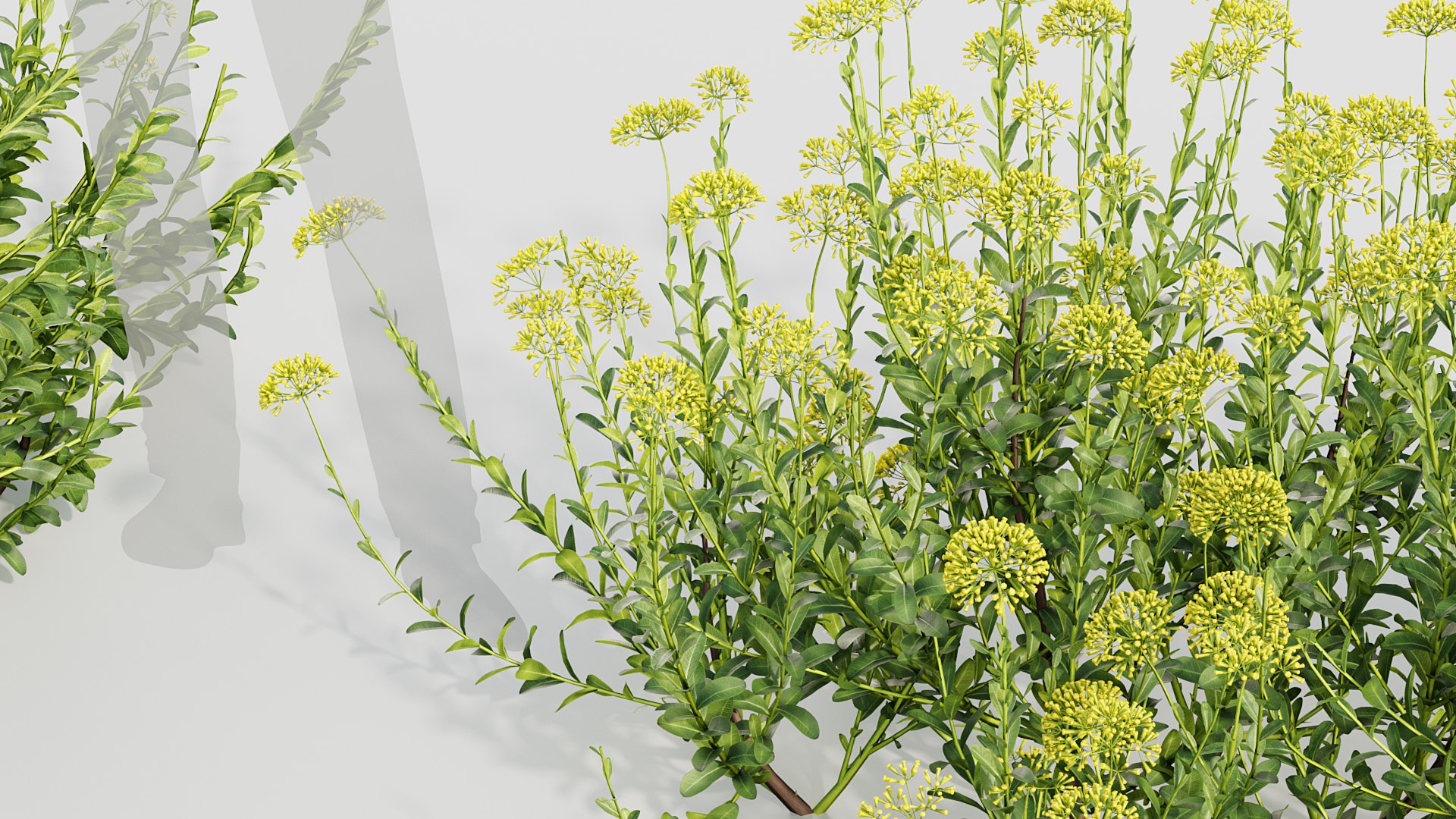 3D Model Bupleurum Fruticosum Shrubby Hares Ear 3D Model - TurboSquid ...