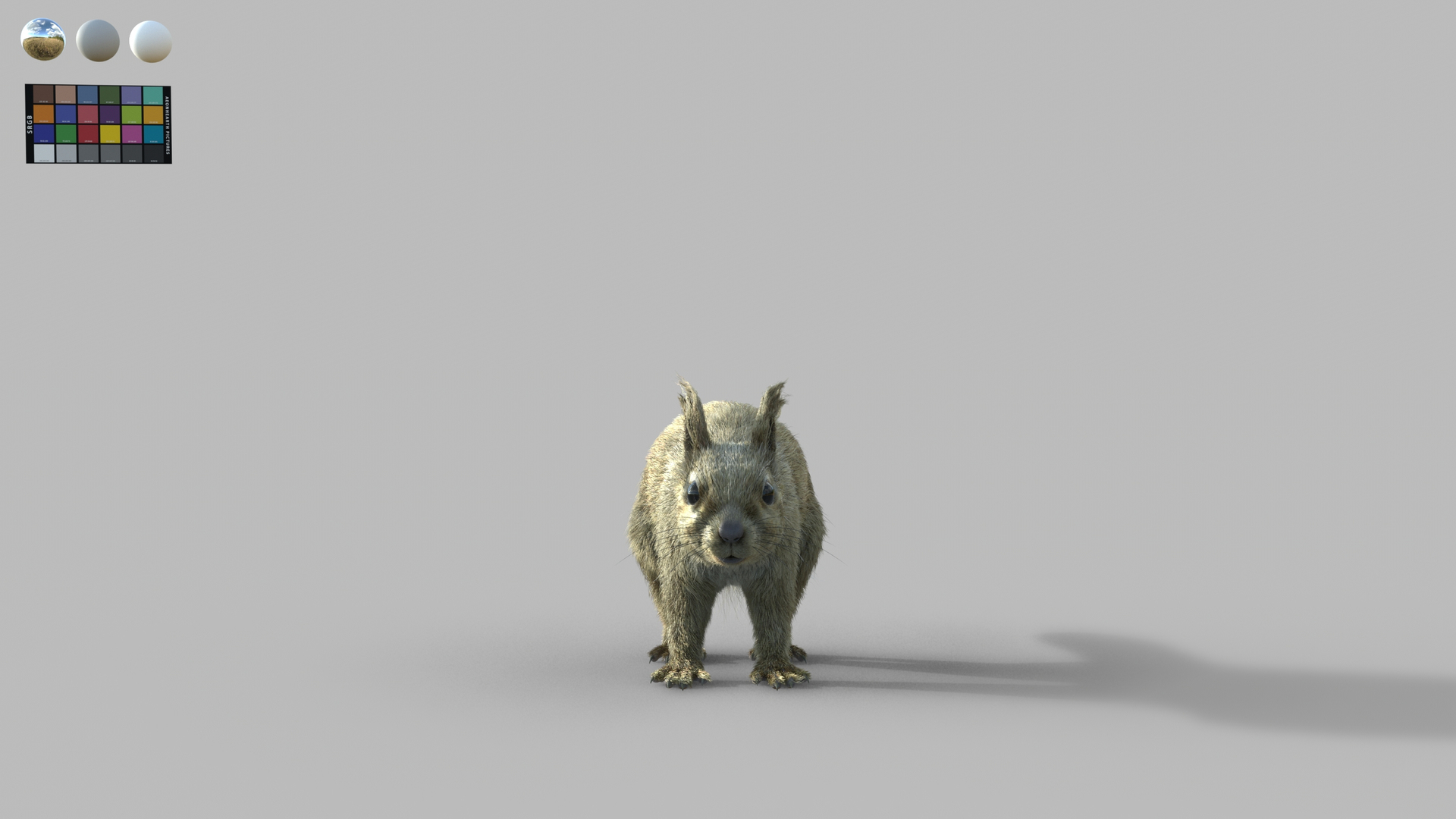 Squirrel RIGGED FUR - Houdini 3D model - TurboSquid 2141761