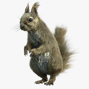 Squirrel 3D Models for Download | TurboSquid