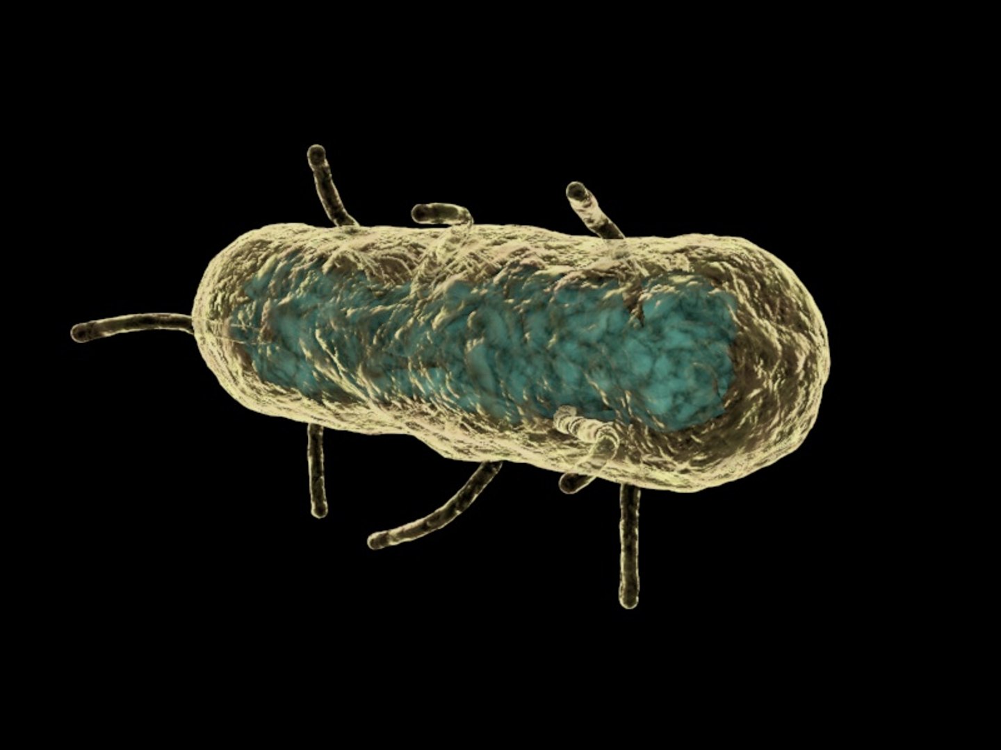 3d Yersinia Pestis Bacteria Bubonic Model