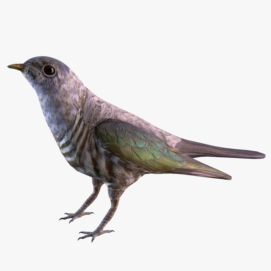 3d model cuckoo
