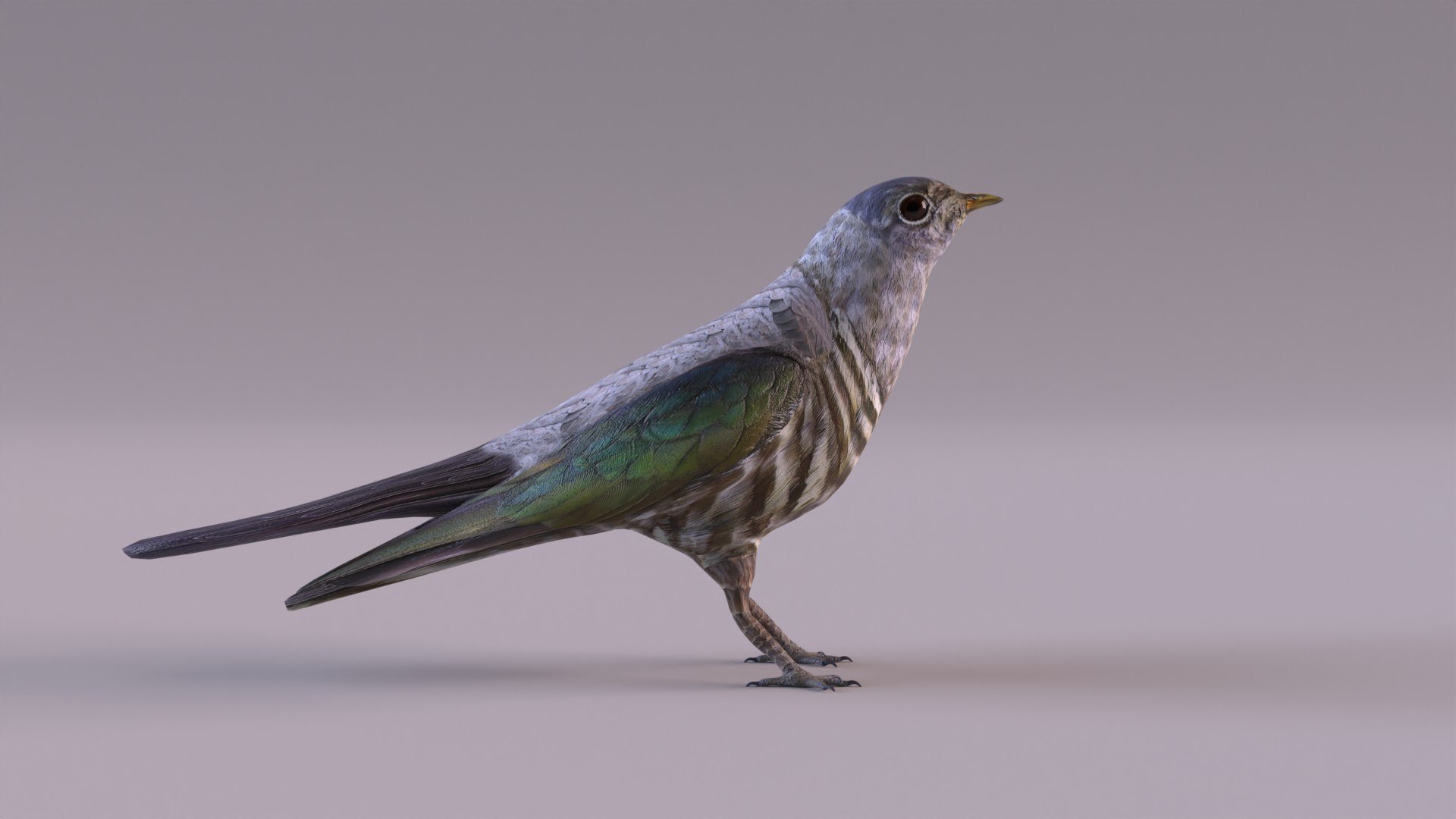 3d Model Cuckoo