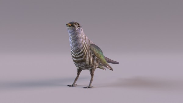 3d model cuckoo