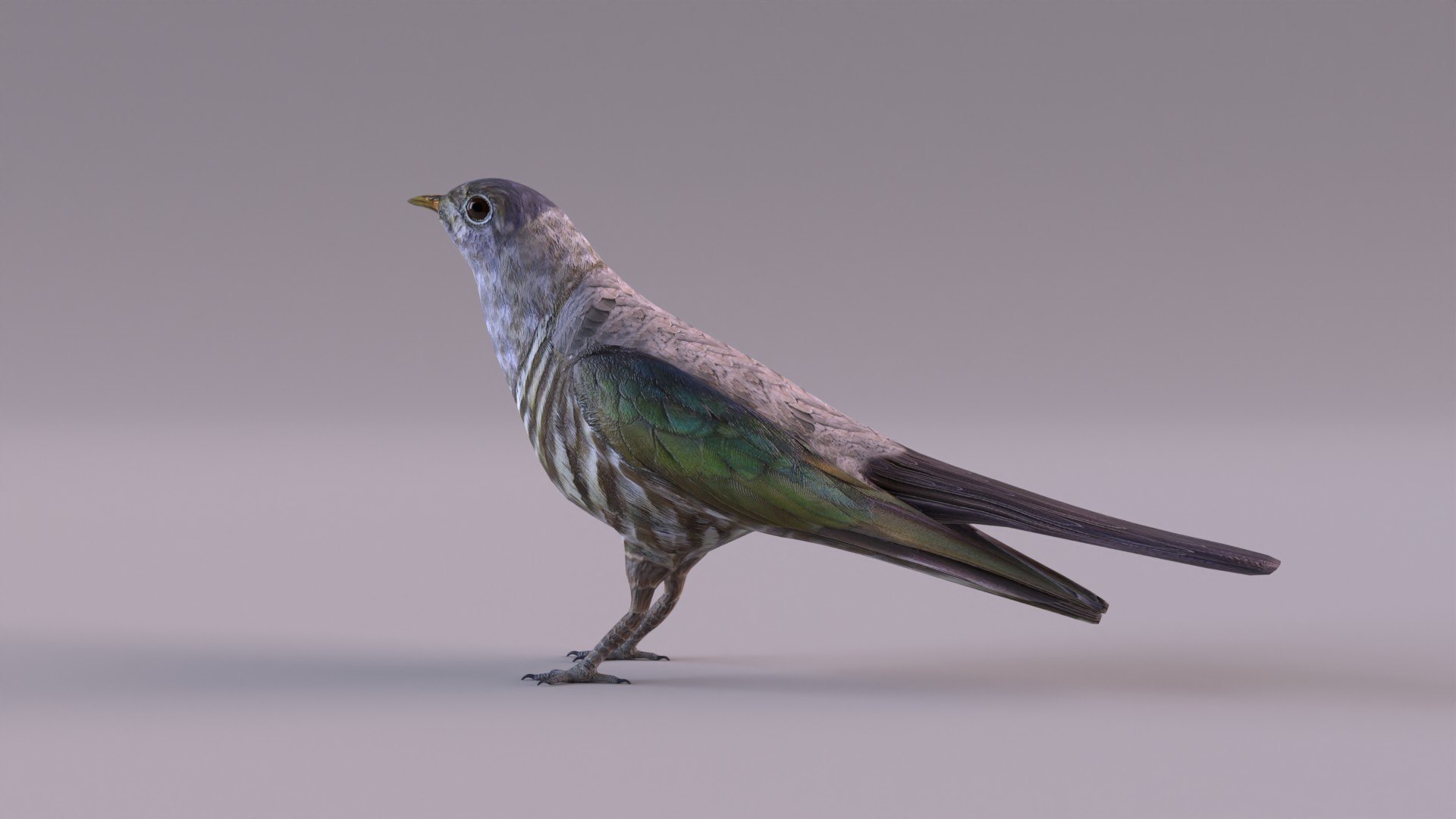 3d Model Cuckoo