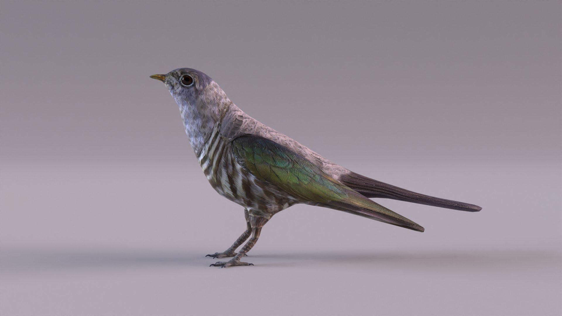 3d Model Cuckoo
