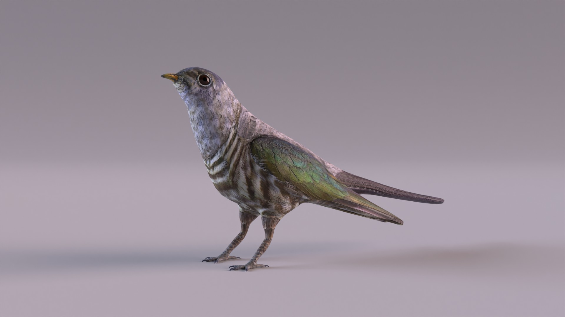 3d Model Cuckoo