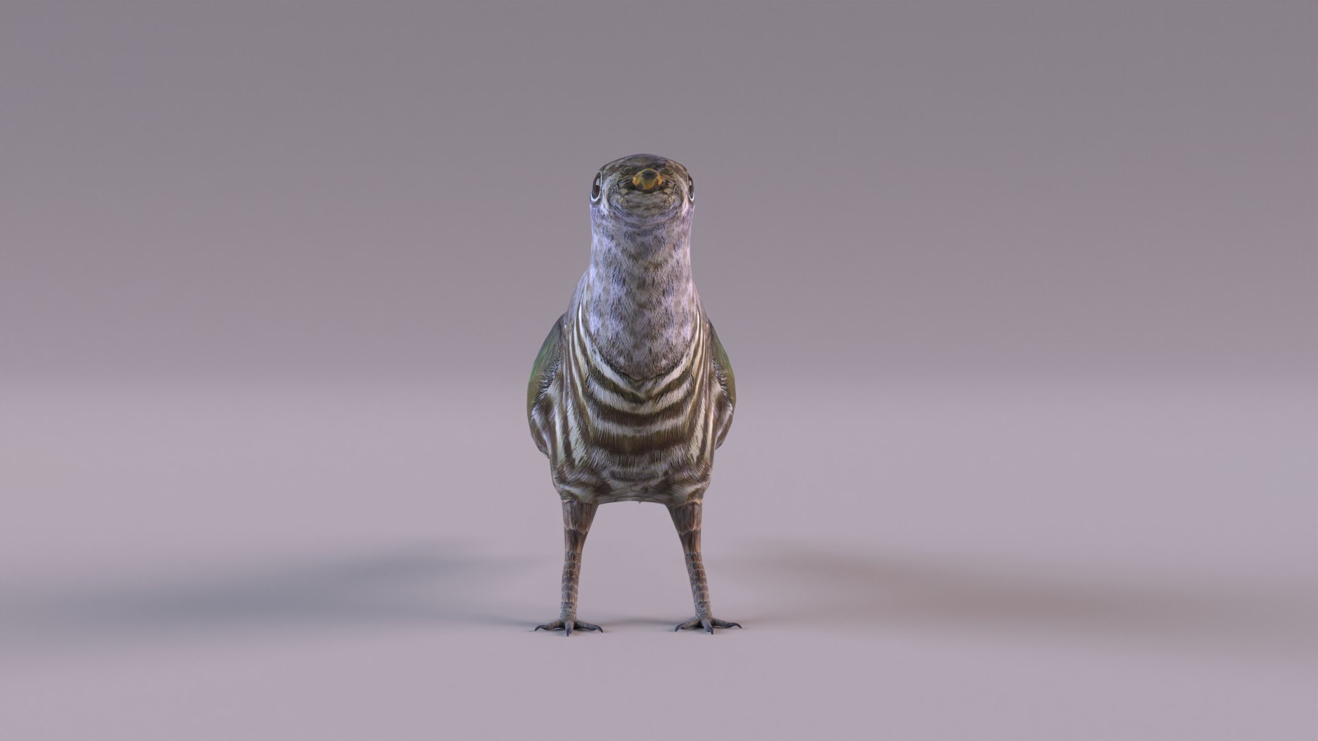 3d Model Cuckoo