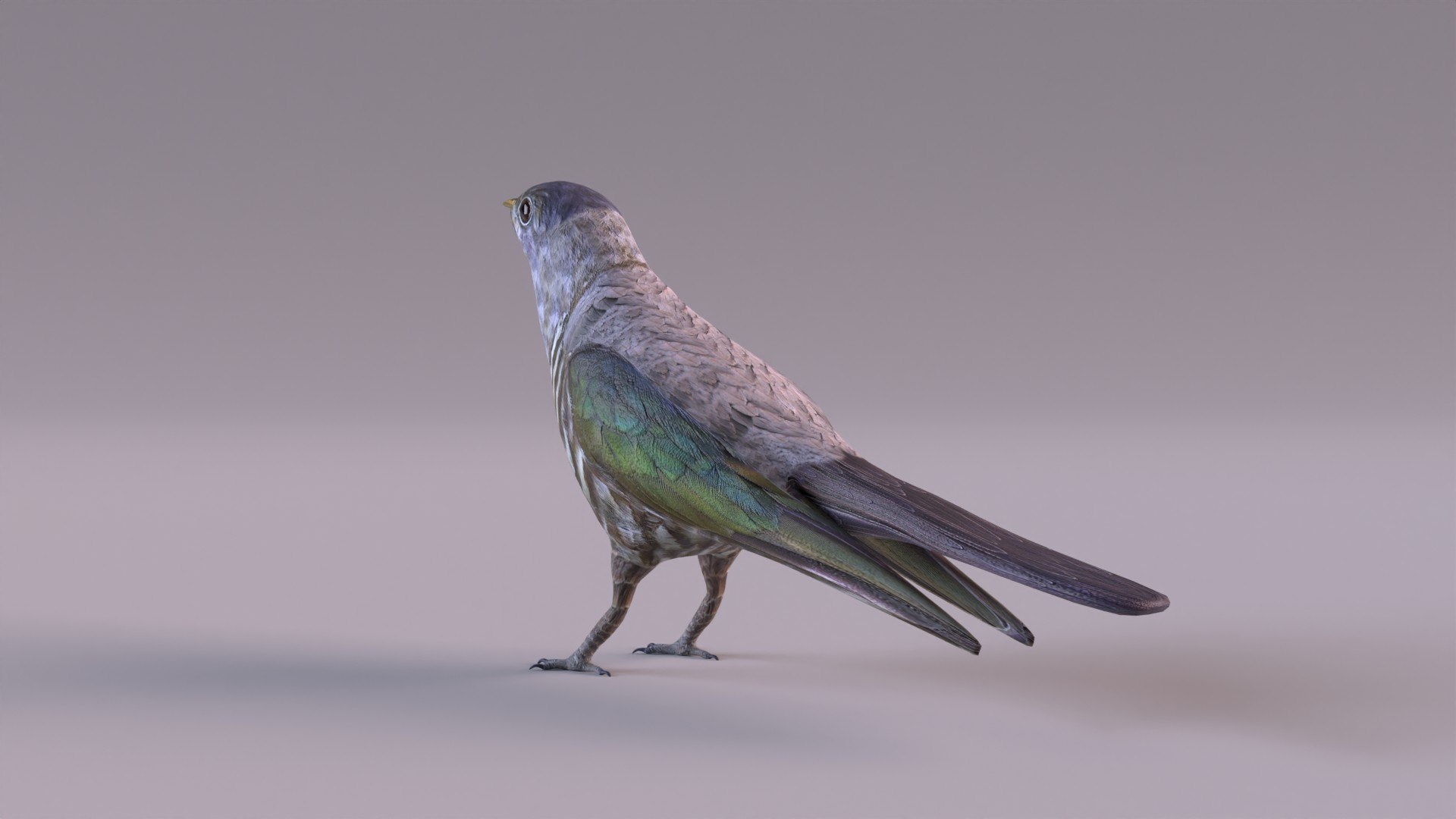 3d Model Cuckoo
