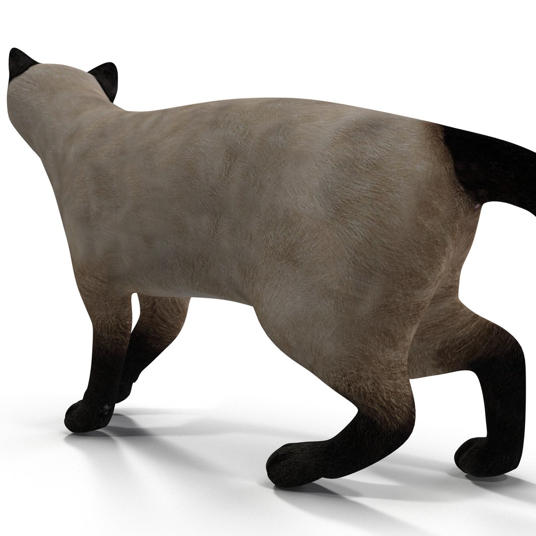3d Siamese Cat Pose 3 Model