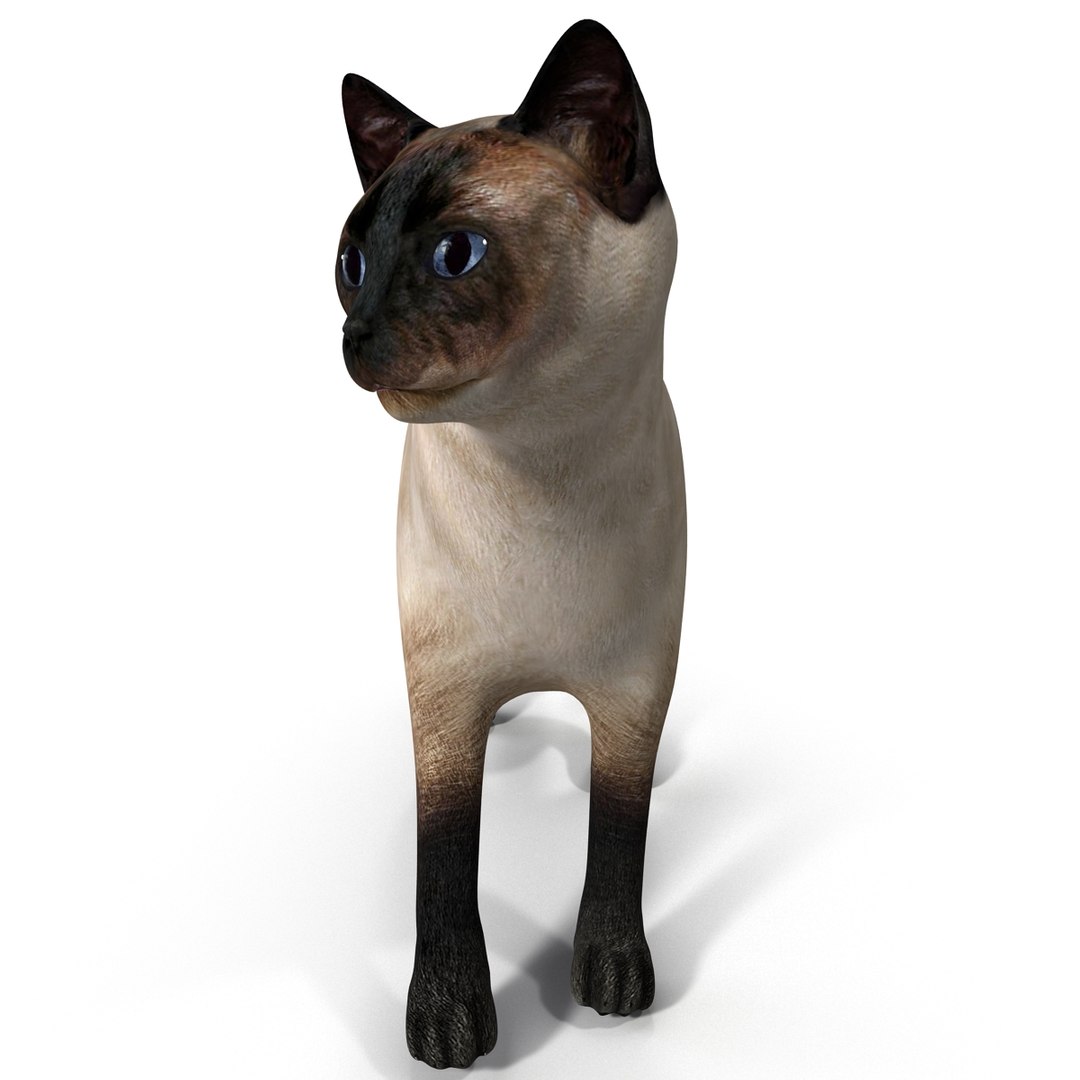 3d Siamese Cat Pose 3 Model