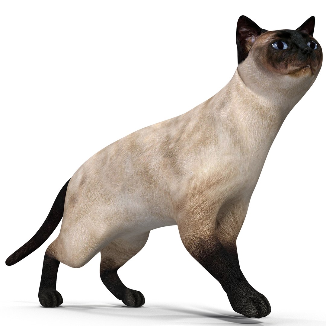 3d Siamese Cat Pose 3 Model