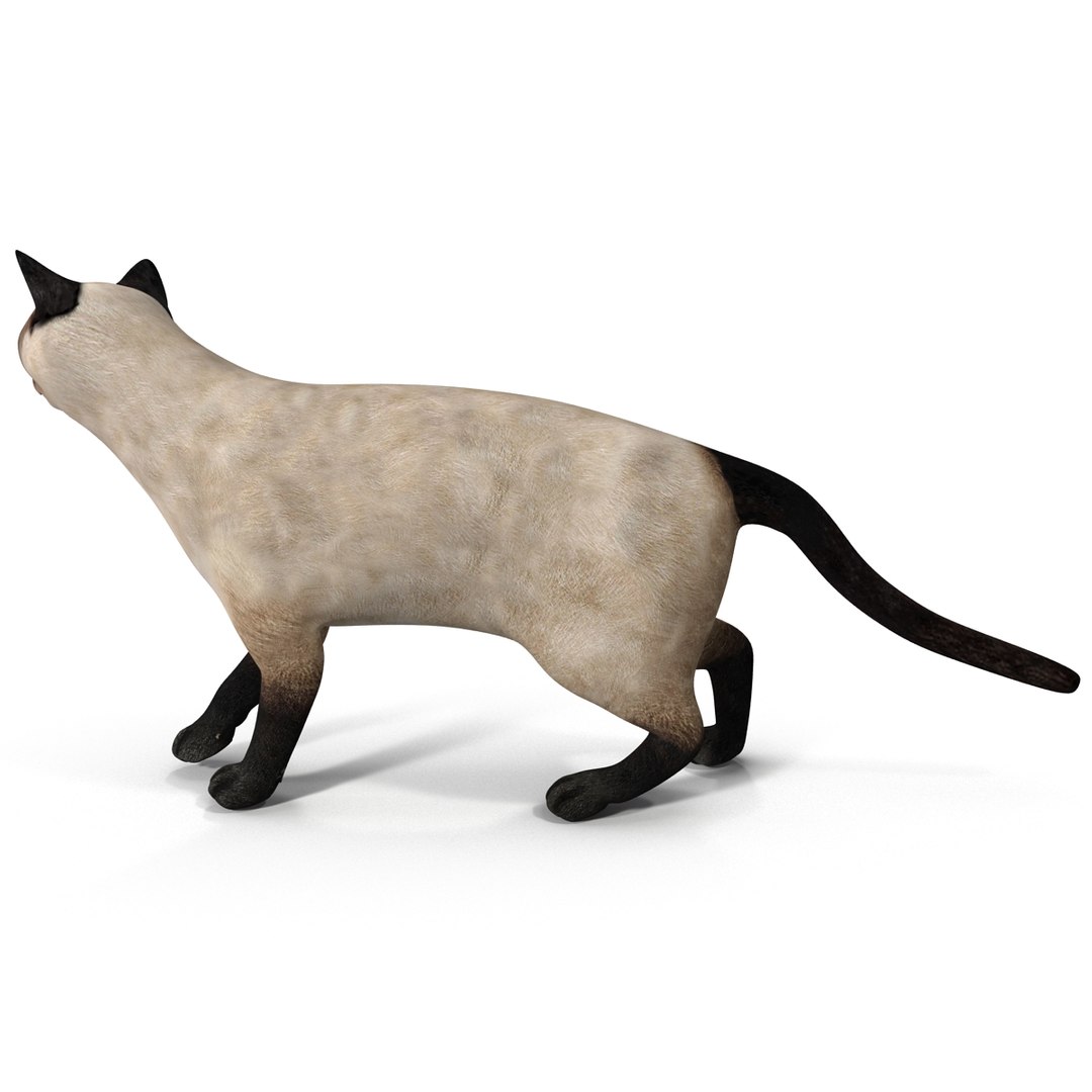 3d Siamese Cat Pose 3 Model