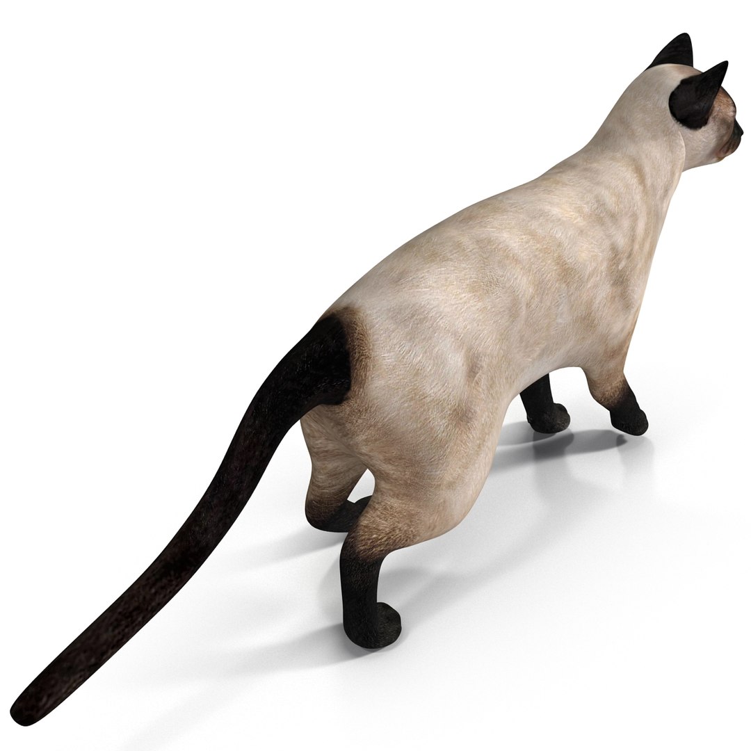 3d Siamese Cat Pose 3 Model