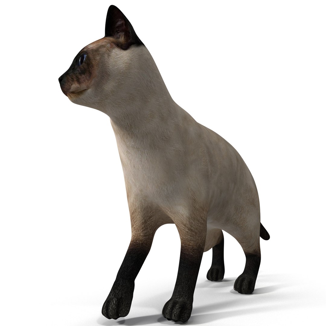 3d Siamese Cat Pose 3 Model