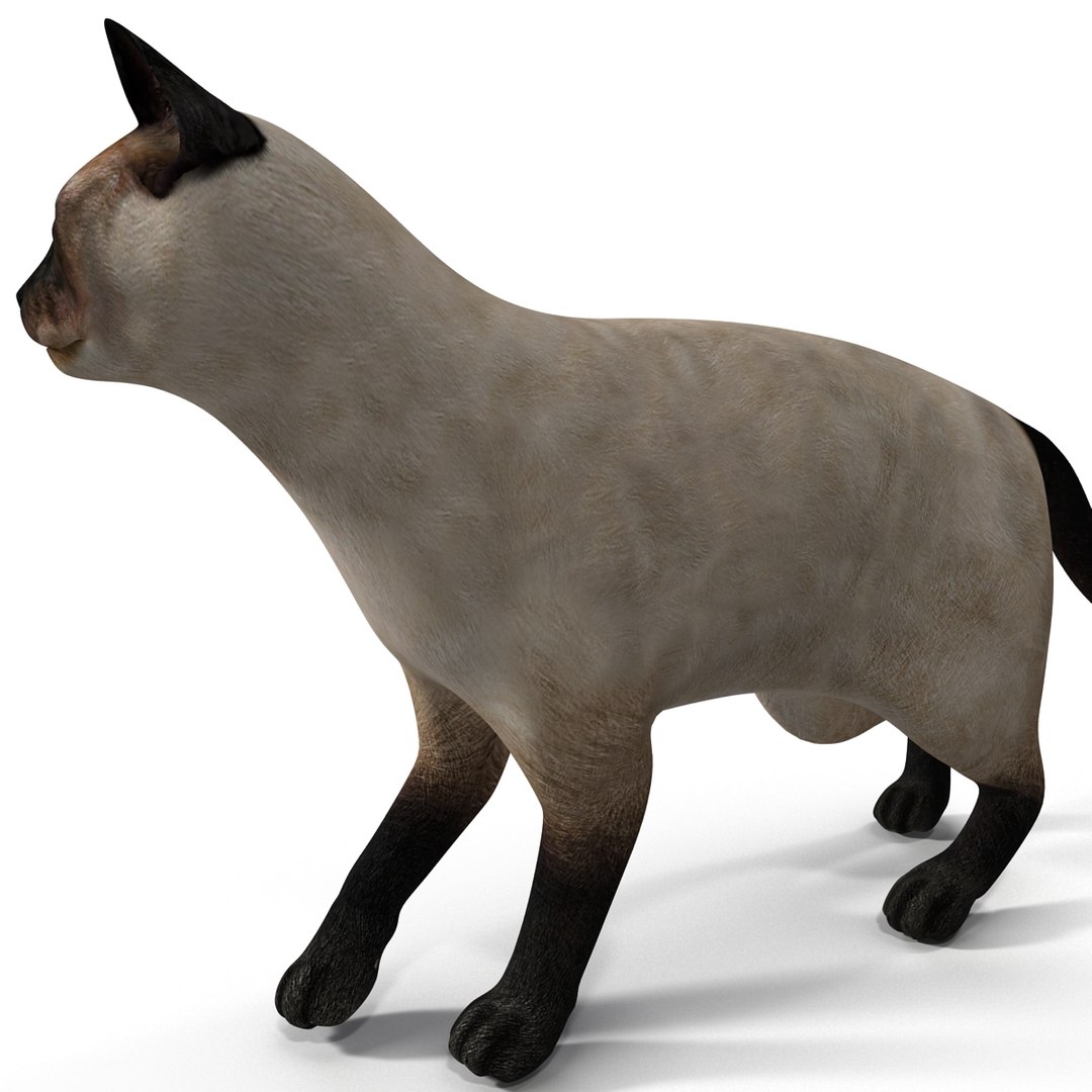 3d Siamese Cat Pose 3 Model