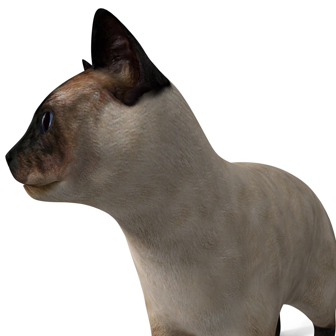 3d Siamese Cat Pose 3 Model