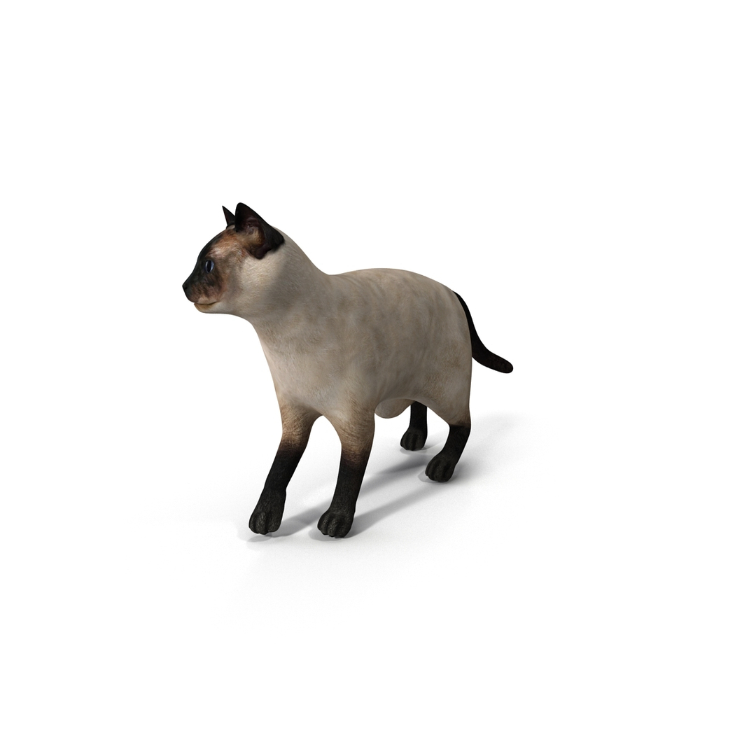 3d Siamese Cat Pose 3 Model