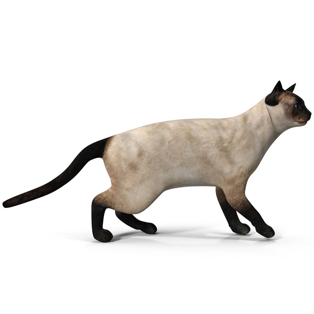 3d Siamese Cat Pose 3 Model